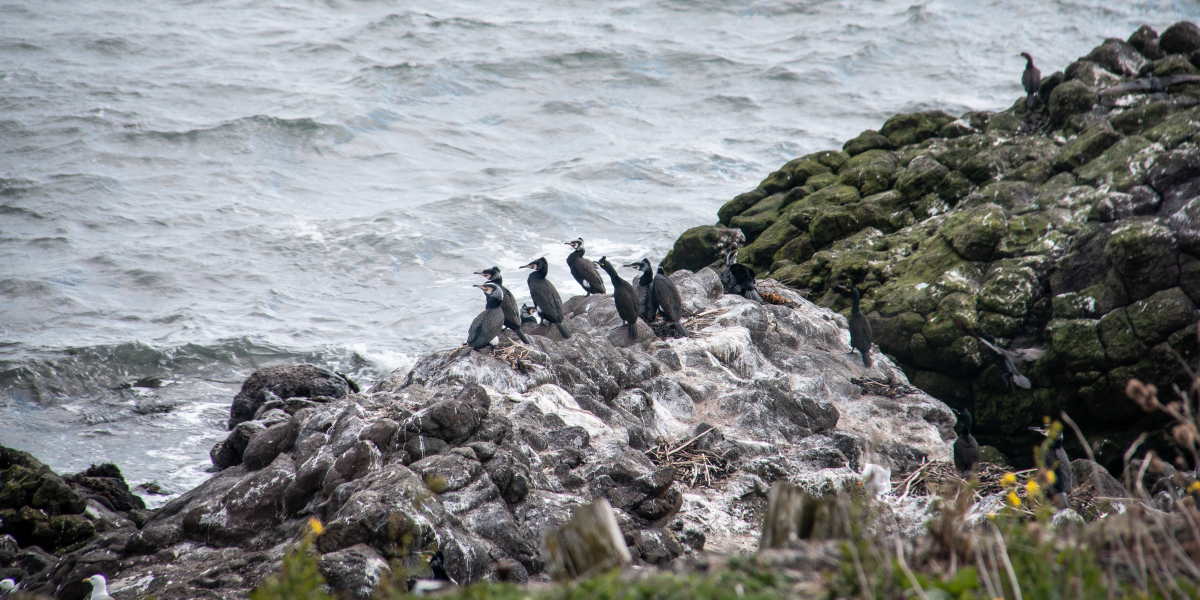 Forth Sea Safaris | Home